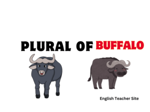 Plural of Buffalo: 5 Surprising Facts You Didn't Know - English Teacher ...